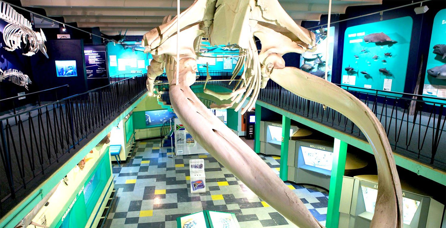Bayworld Museum and Aquarium - StayHalaal